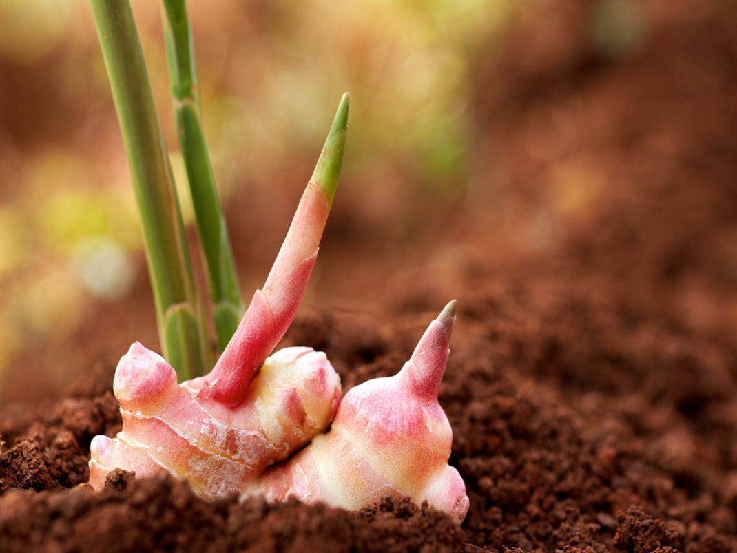 Ingredients – Wicked Cool Wellness